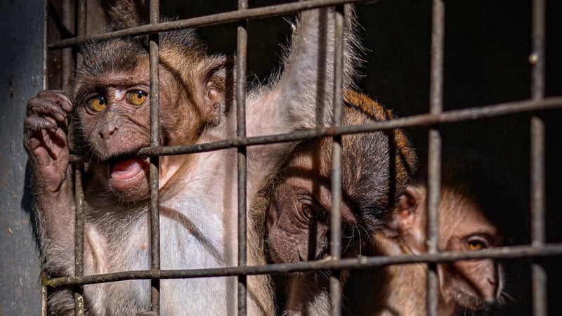 Rescued: 30 monkeys forced to dance to be rescued by charities