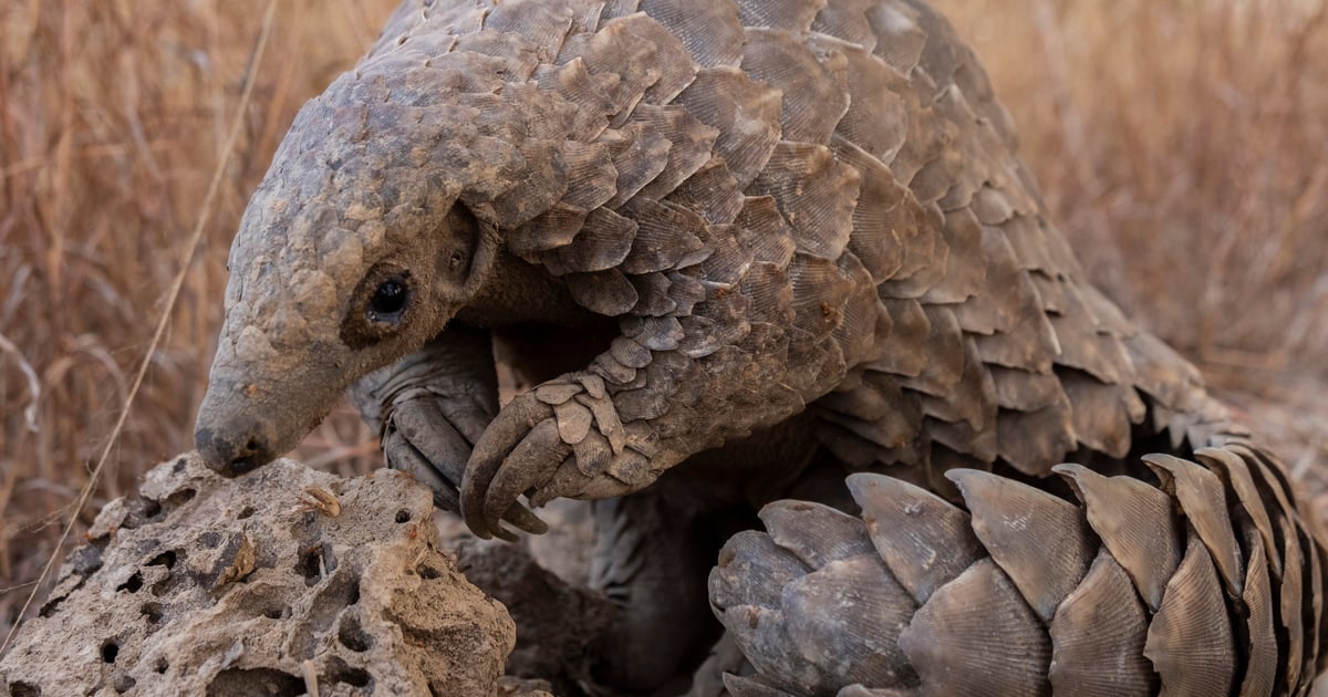13 Facts About Pangolins | World Animal Protection