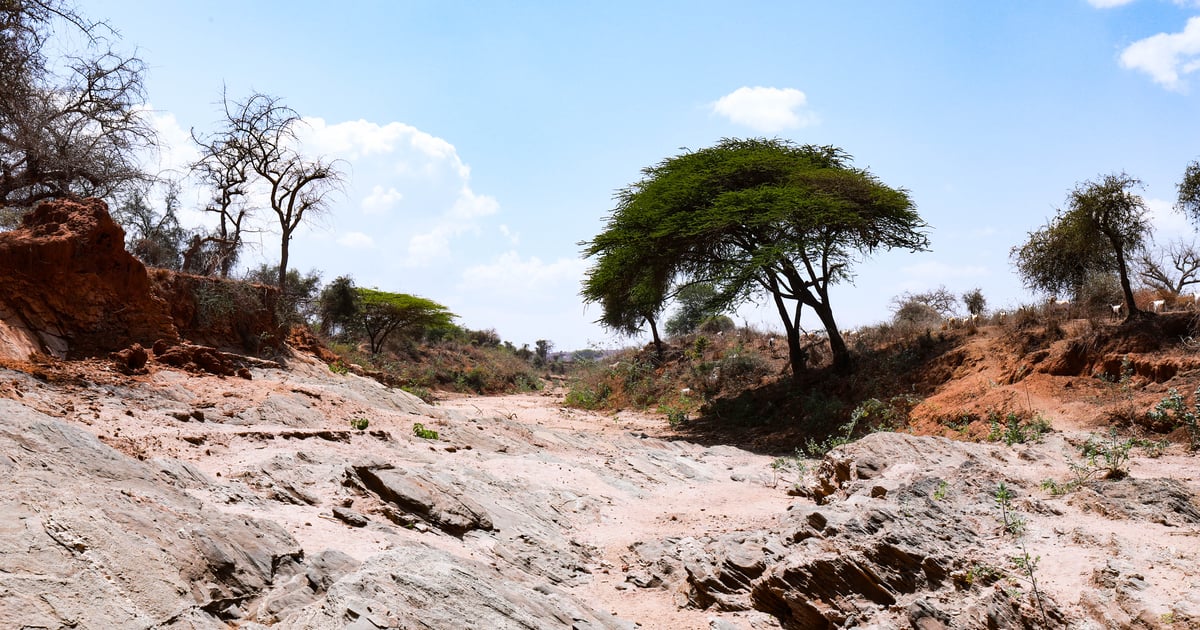 World Animal Protection Climate Change Hub