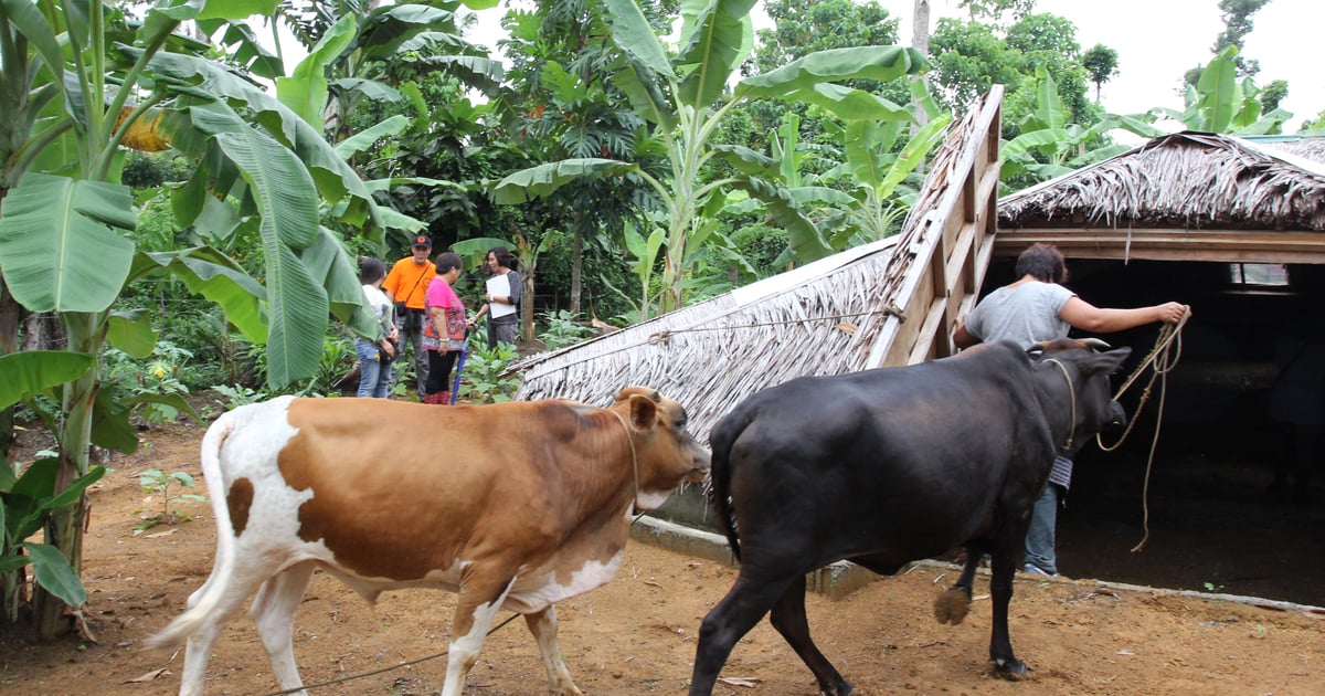 Un Pledges Support To Animals In Disasters