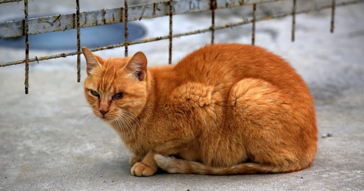 Rio 2016: Rescuing over 100 cats from Maracanã Stadium