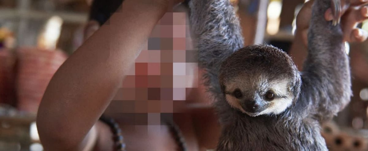 sloth article