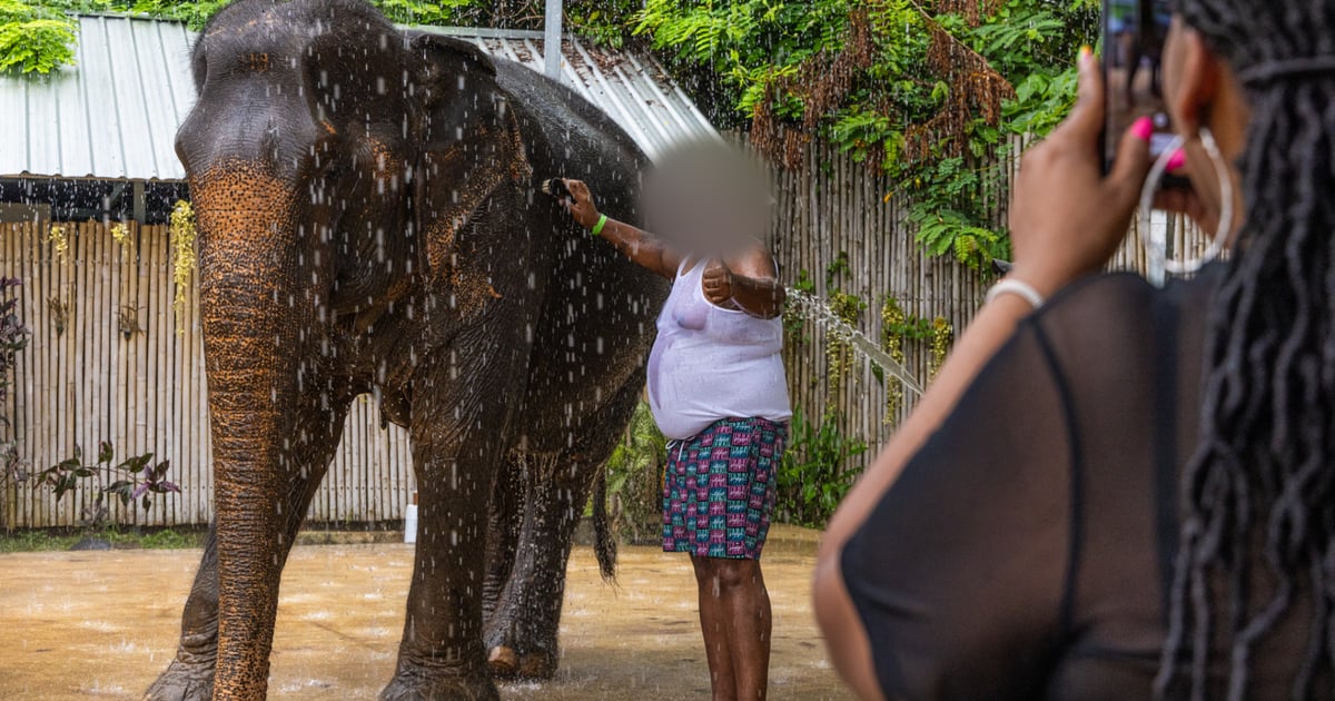 Thailand Elephants - The Fight Against Cruelty in Tourism