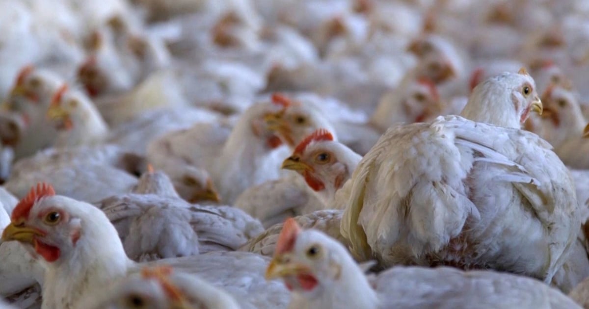 Change for Chickens | Past Campaign | World Animal Protection