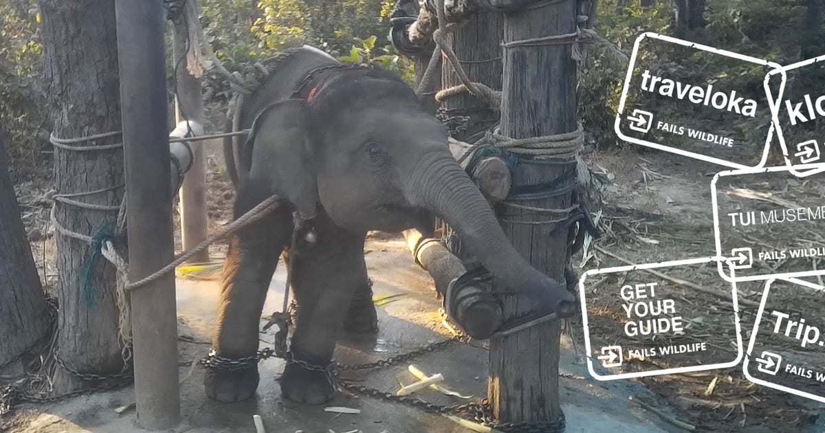 Calling out the top 5 travel companies failing wildlife