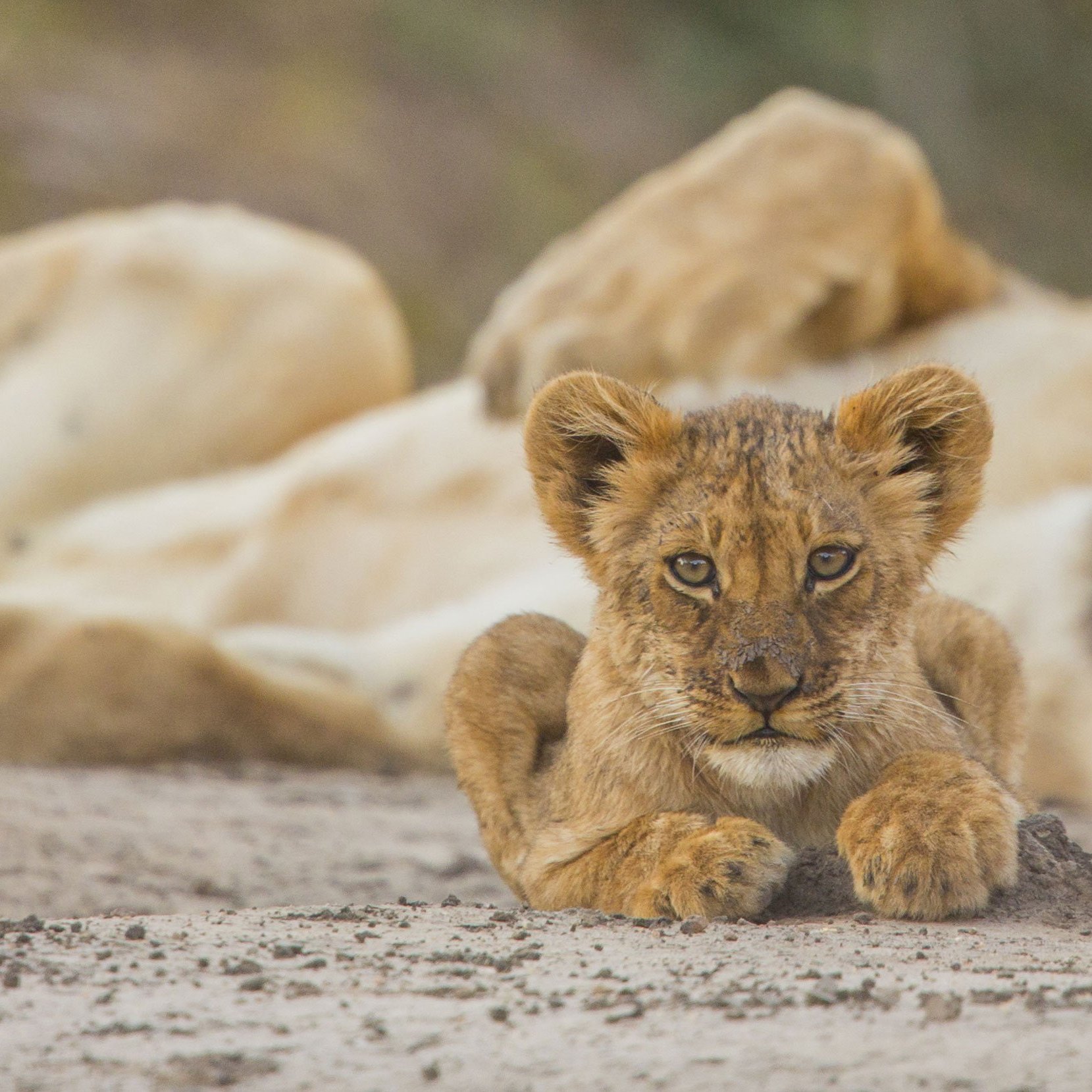 Our campaigns to end animal cruelty | World Animal Protection