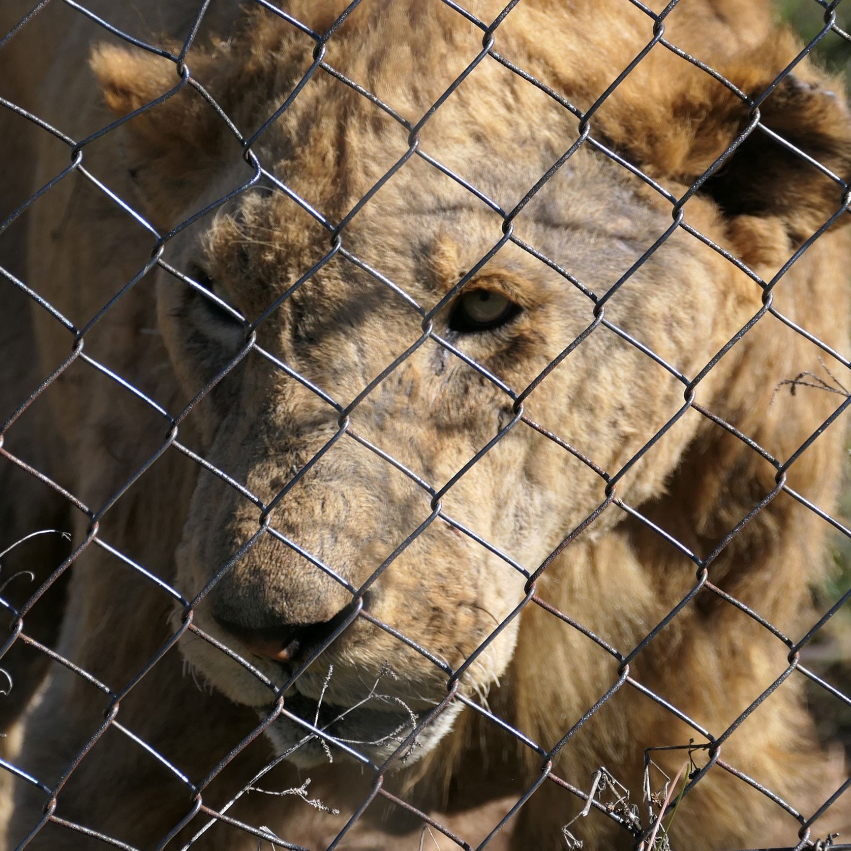 Exposed: the dark reality of profit-driven wildlife farms