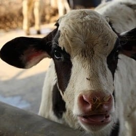 19 Facts About Cows | World Animal Protection