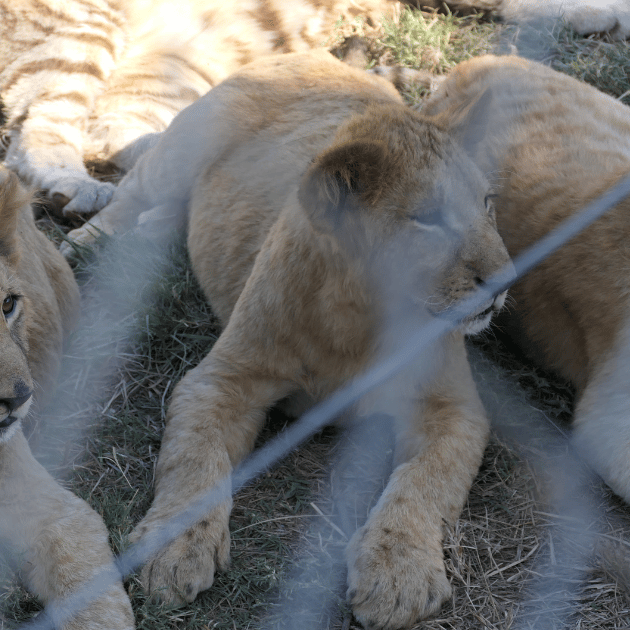 The Issues of Wildlife Farming - World Animal Protection Campaign