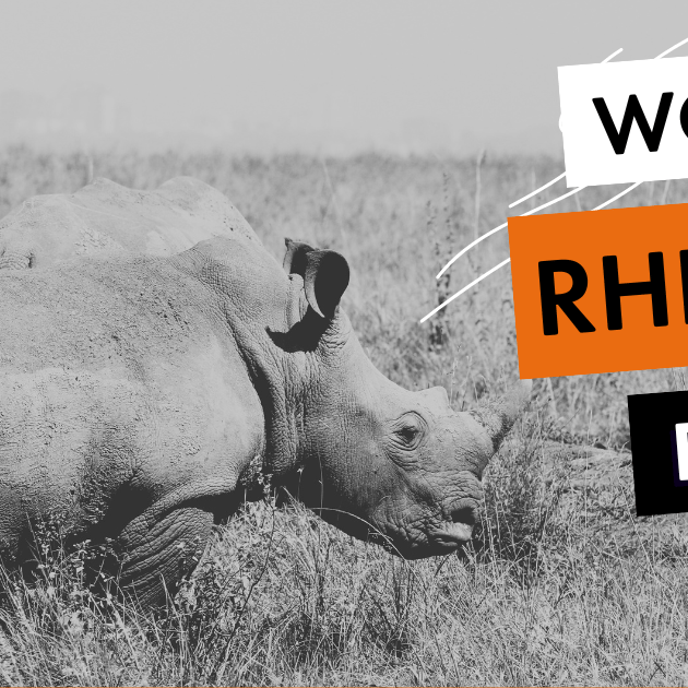 World Rhino Day September 22nd | World Animal Protection