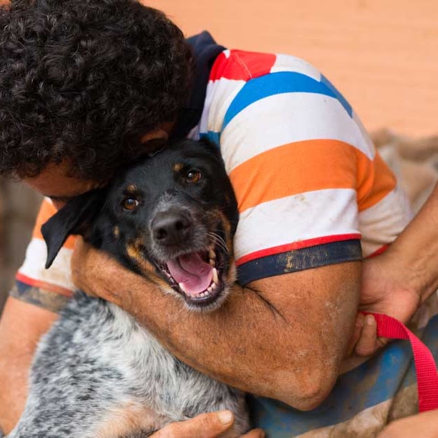 Animal Awareness Days and Sentience - World Animal Protection Campaign