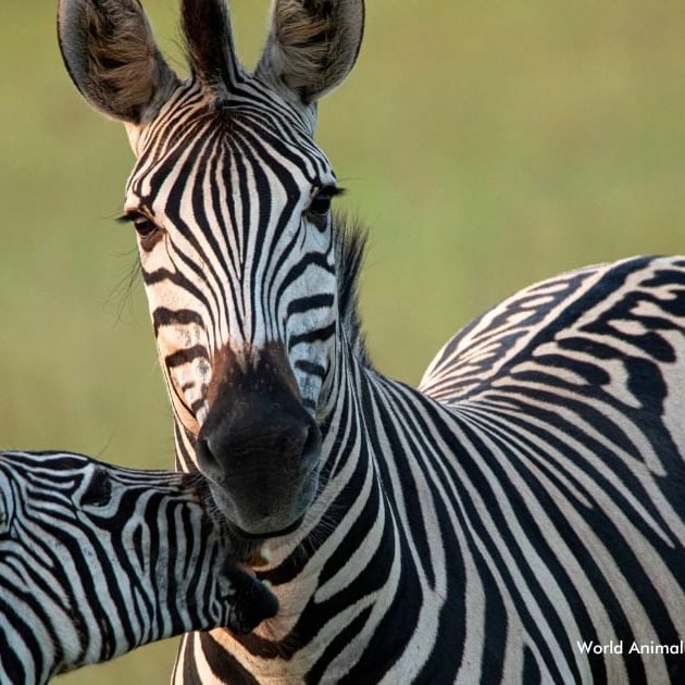 Uncover 8 Surprising Facts About Zebras