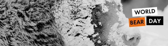 World Bear Day March 23rd | World Animal Protection