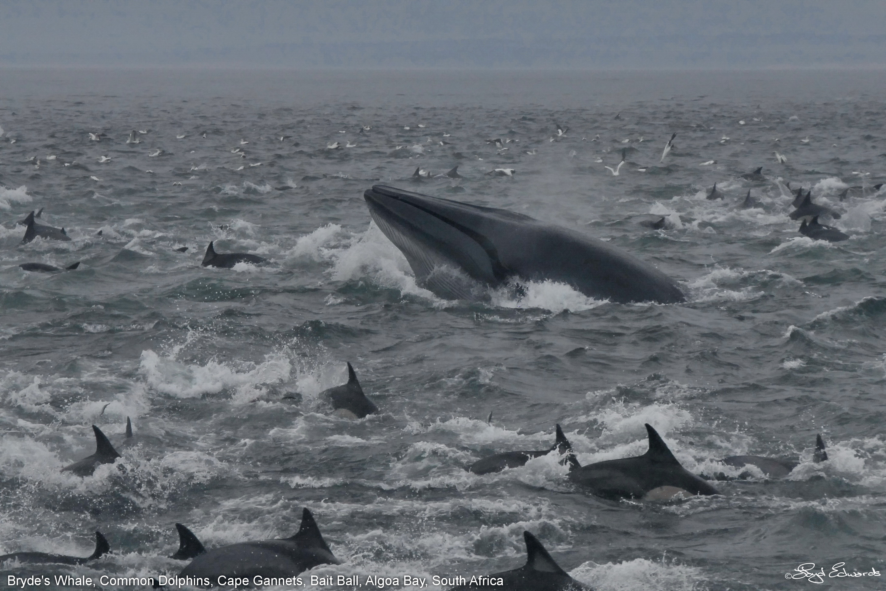 Algoa Bay South Africa becomes prestigious Whale Heritage Site