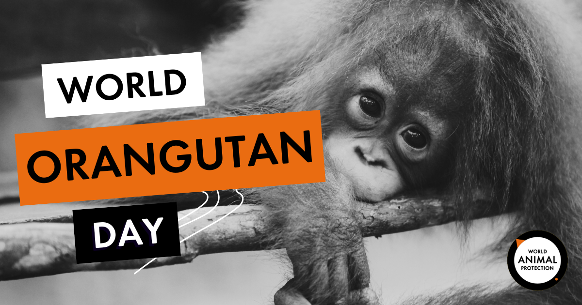 World Orangutan Day August 19th | World Animal Protection