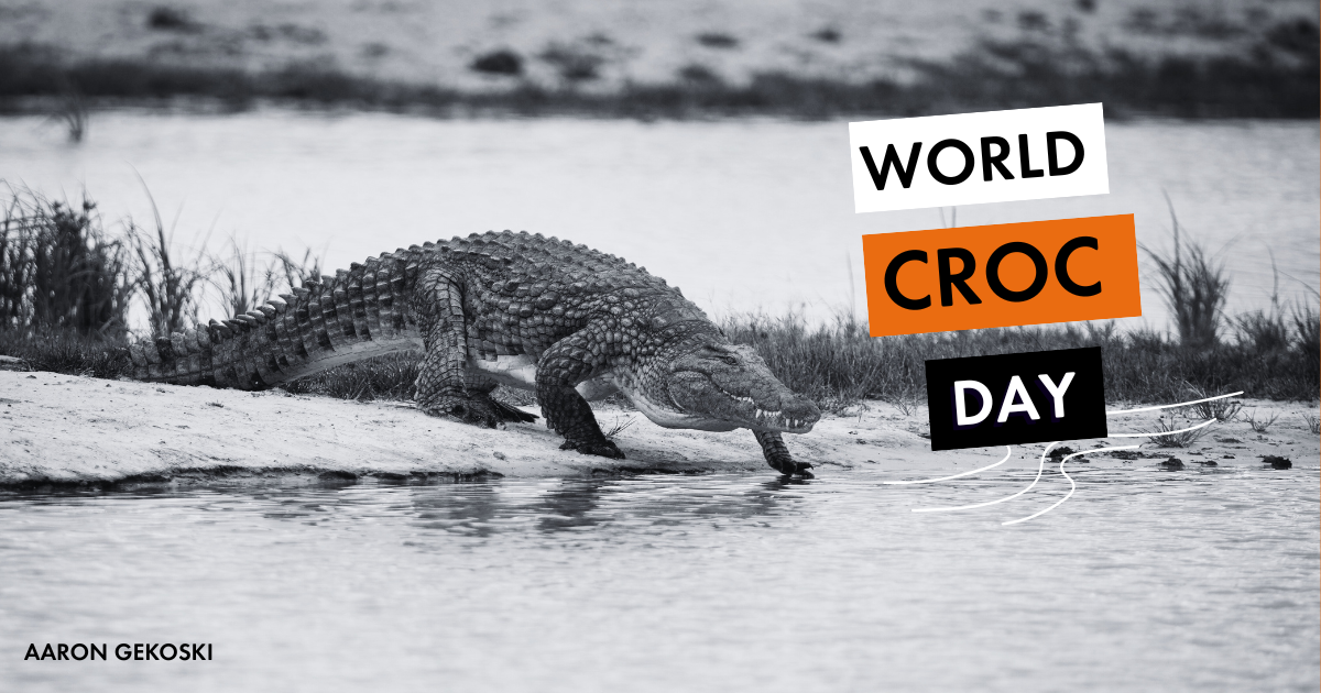 World Croc Day June 17th | World Animal Protection