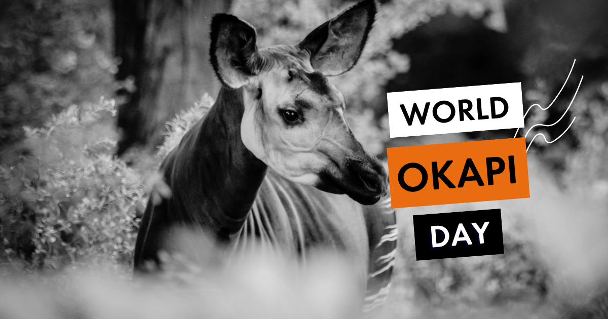 World Okapi Day 2026 | World Animal Protection