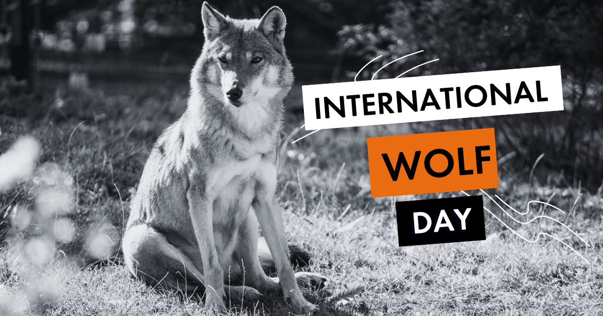 International Wolf Day | World Animal Protection