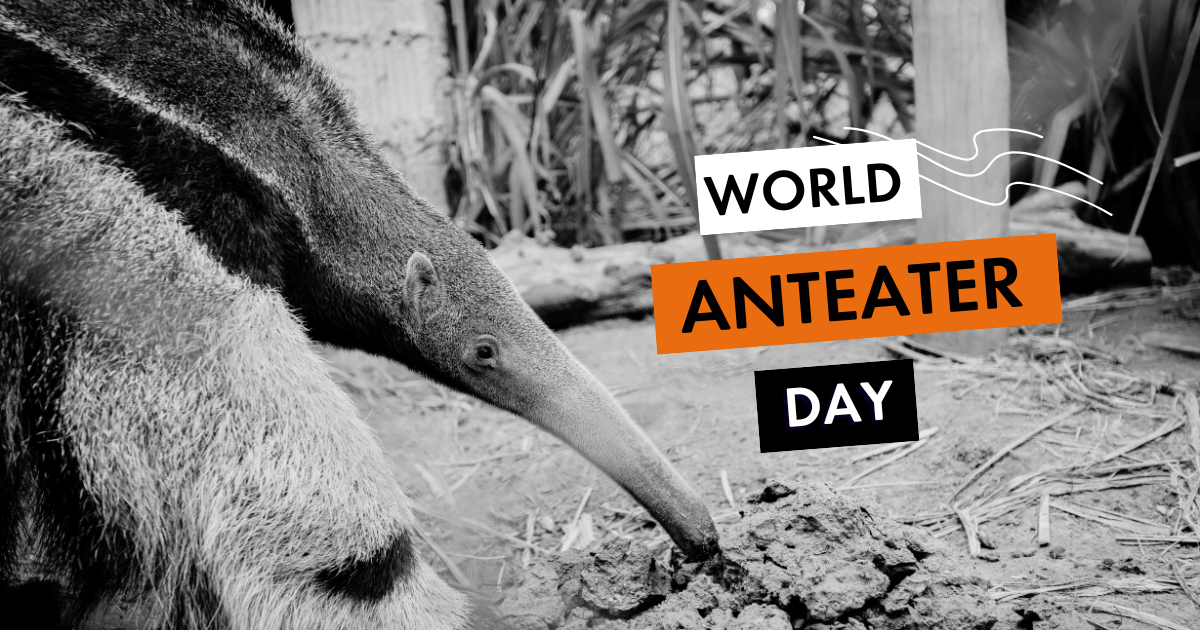 World Anteater Day November 19th | World Animal Protection