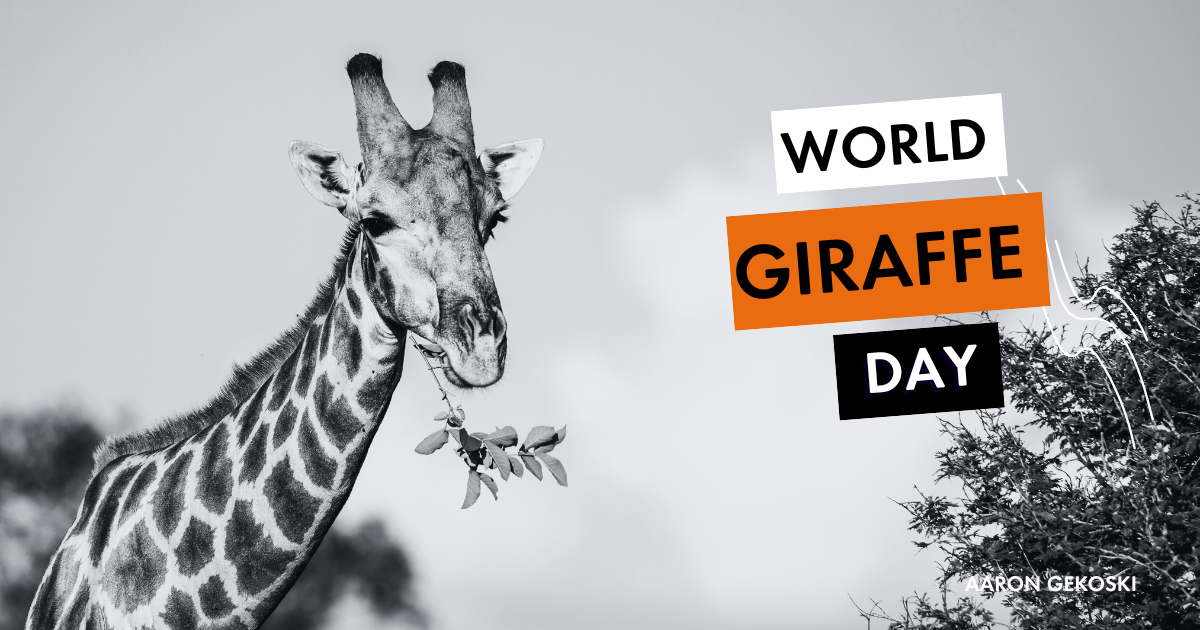 World Giraffe Day June 21 | World Animal Protection