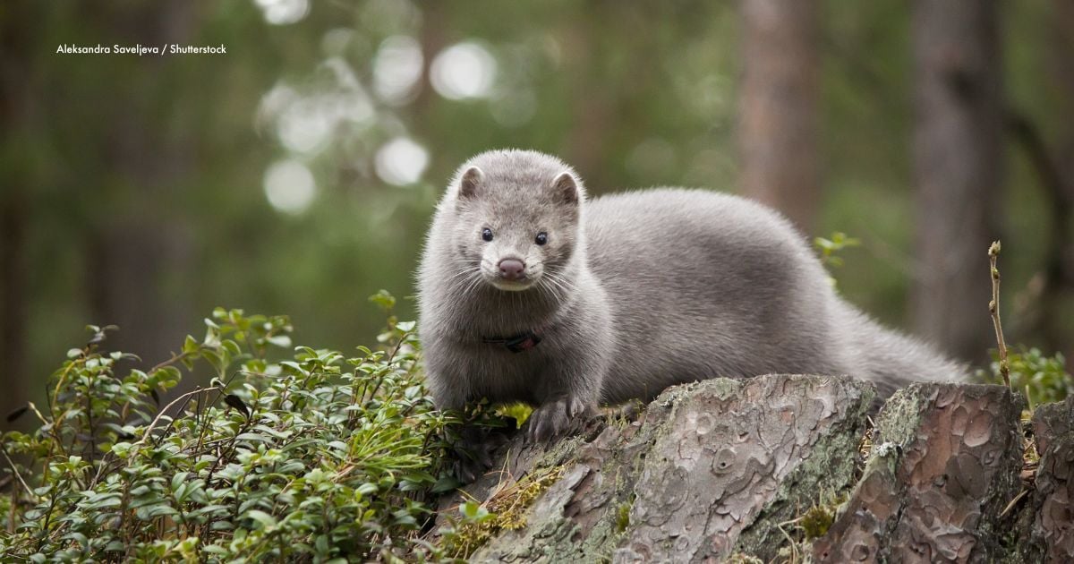 New York Fashion Week confirms fur free runway from 2026