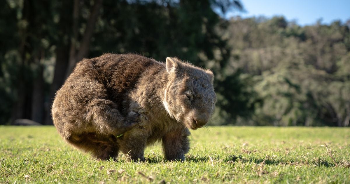 Influencer under fire for snatching baby wombat in Australia