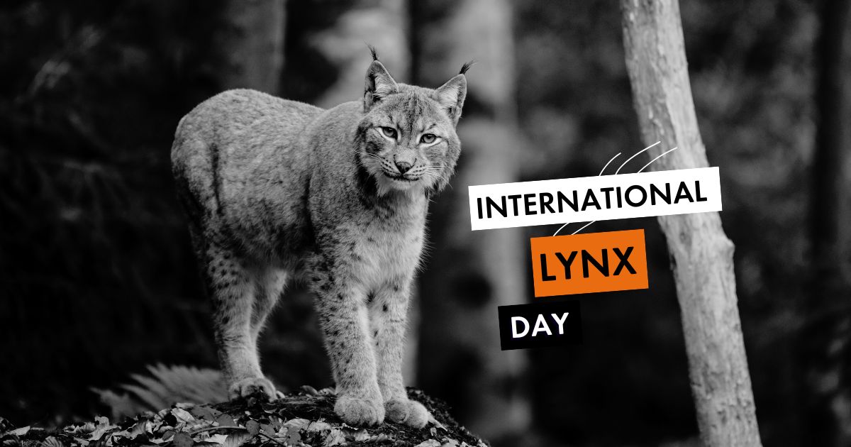International Lynx Day June 11th | World Animal Protection