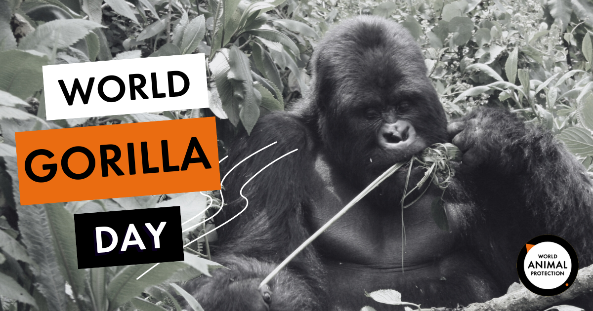 World Gorilla Day September 24th | World Animal Protection
