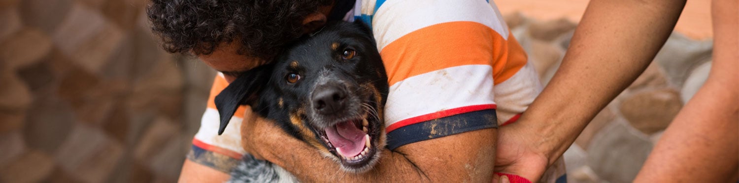 Animal Awareness Days | World Animal Protection