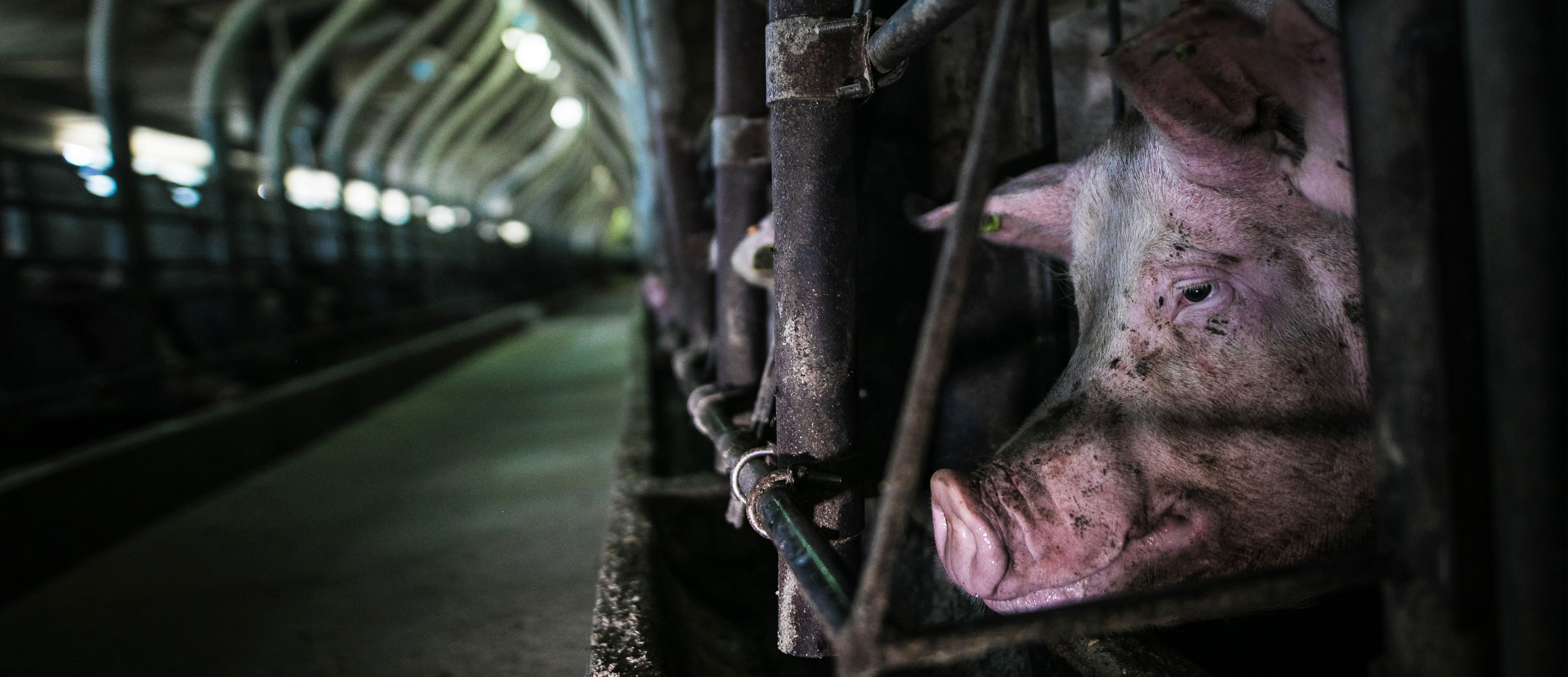 Sign up to our mailing list and help us end animal cruelty
