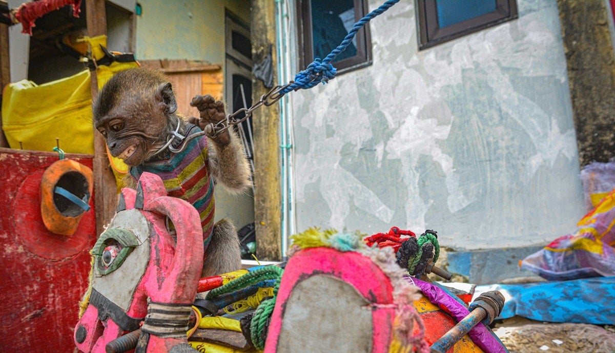 Donate to help Indonesia's dancing monkeys recover from abuse