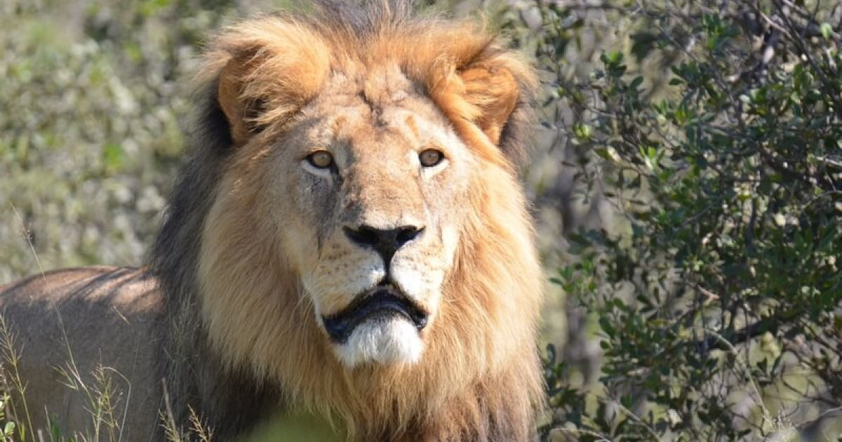 Trophy Hunting: The Killing of Cecil the Lion
