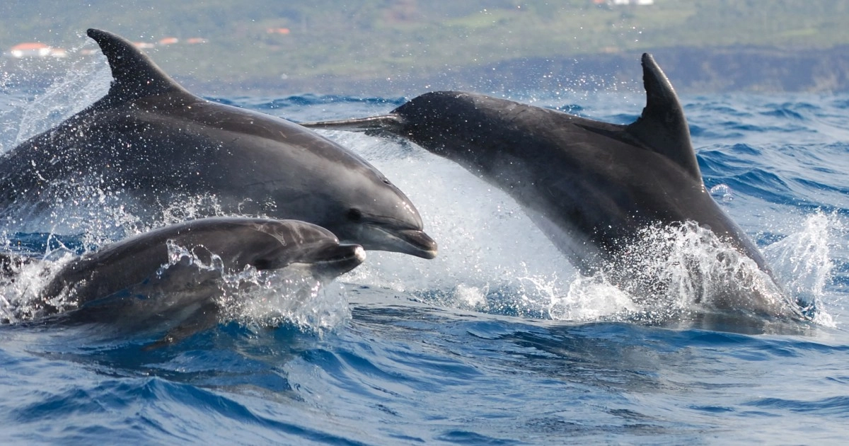 Taking action against Taiji’s annual dolphin hunt
