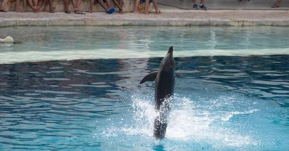 Captive dolphin dies during live show at hotel in Mexico