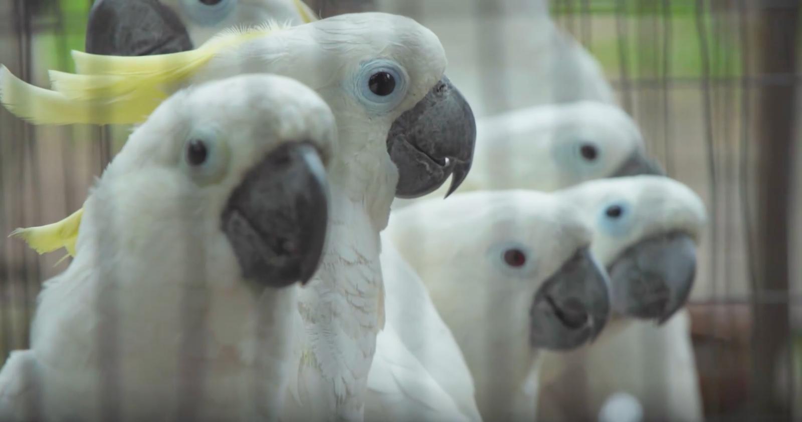 New Study Urges Caution Over Growing Trade in Captive-bred parrots