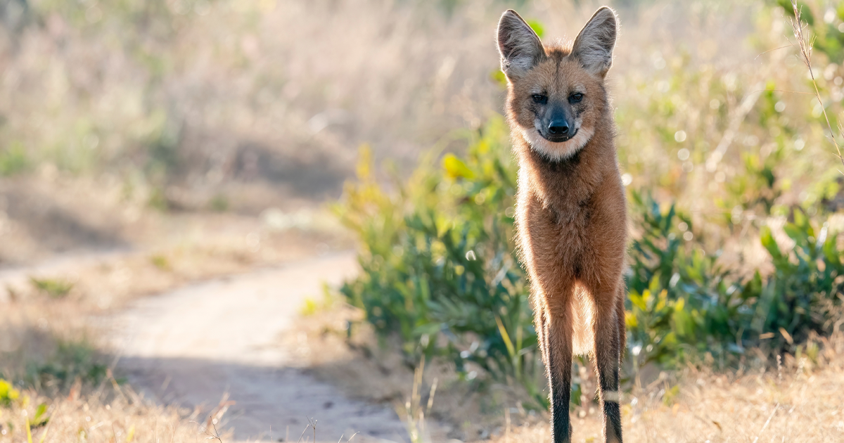 15 Fascinating Maned Wolf Facts | World Animal Protection