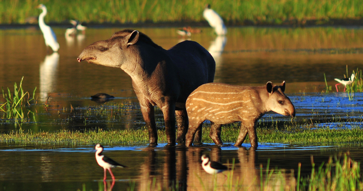 15 Fascinating Tapir Facts | World Animal Protection