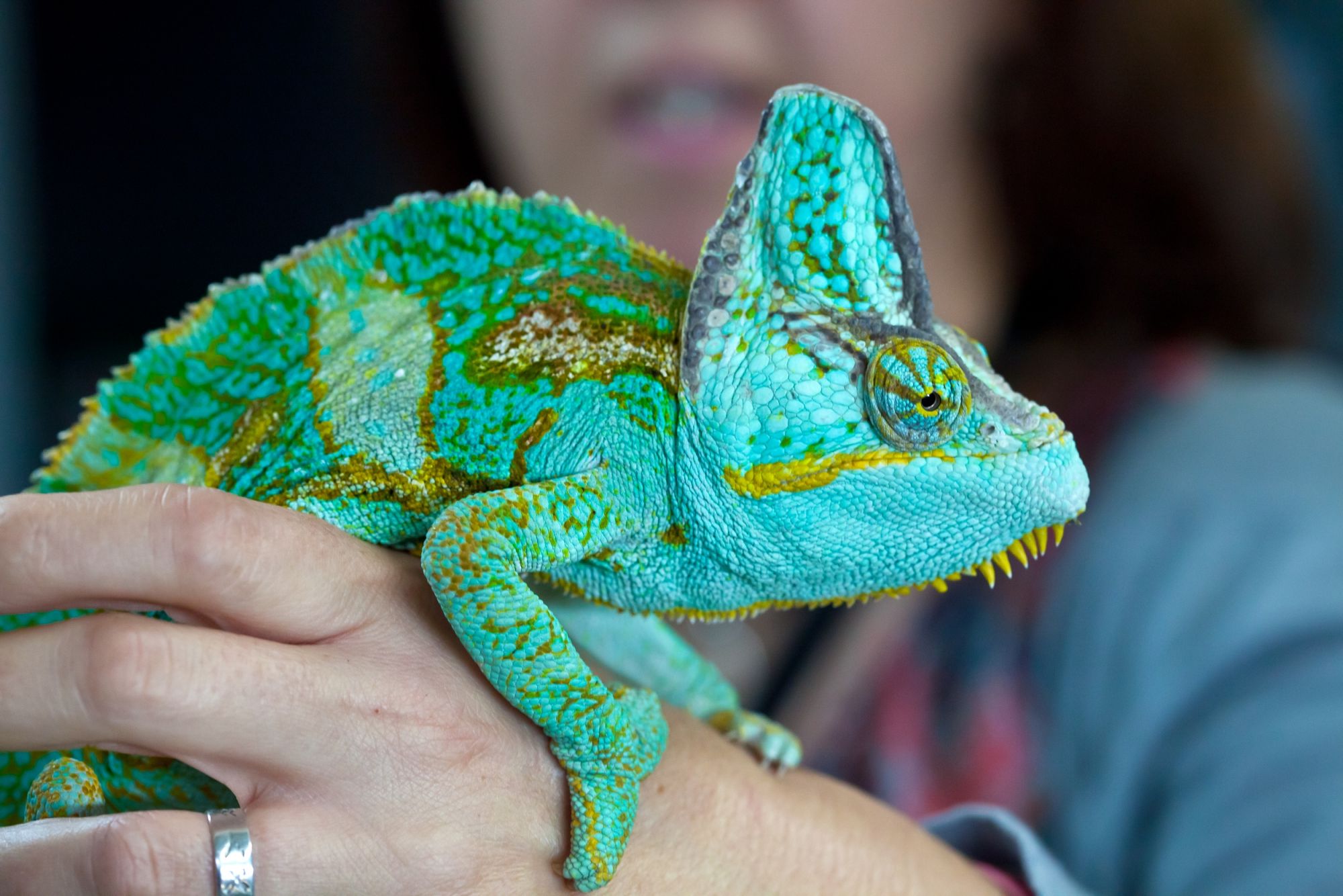 Why Reptiles Don’t Belong as Pets - Exotic Reptiles Have Complex Needs