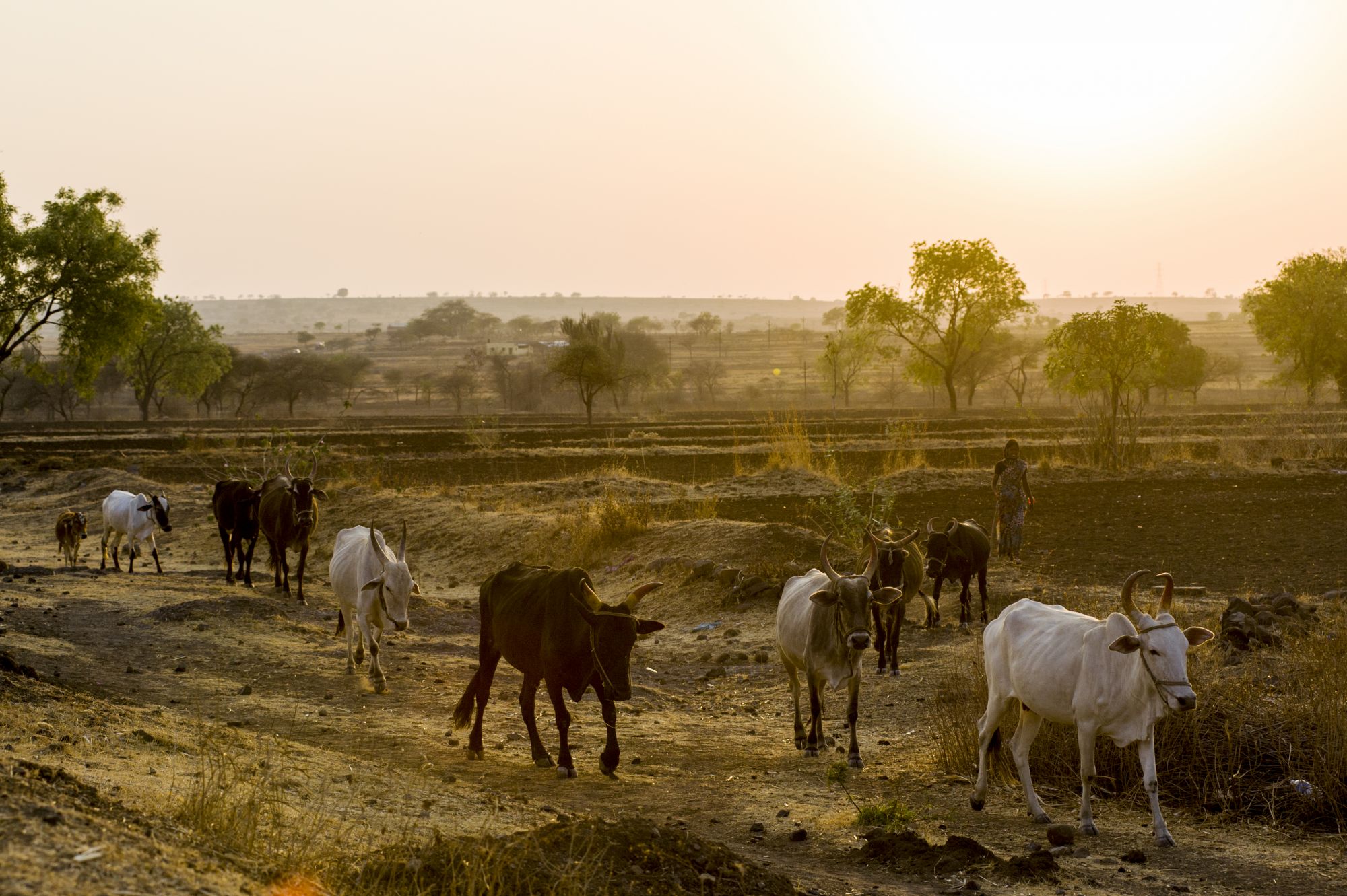 People in India deeply concerned about welfare of dairy animals
