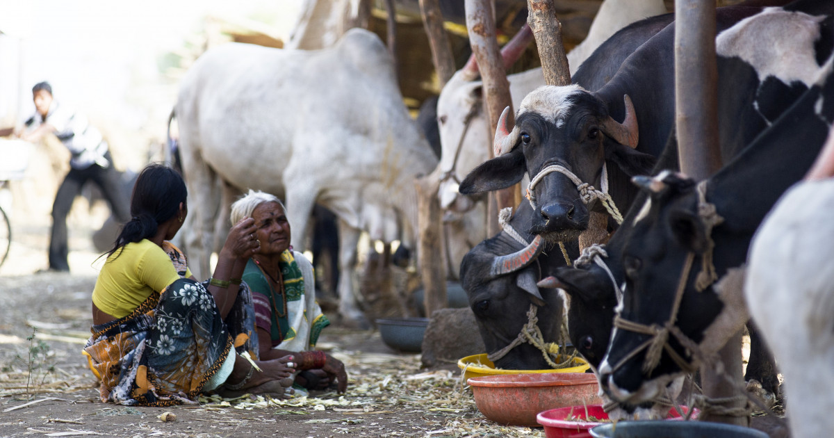 Ground-breaking Animal Protection Index assesses animal welfare around ...