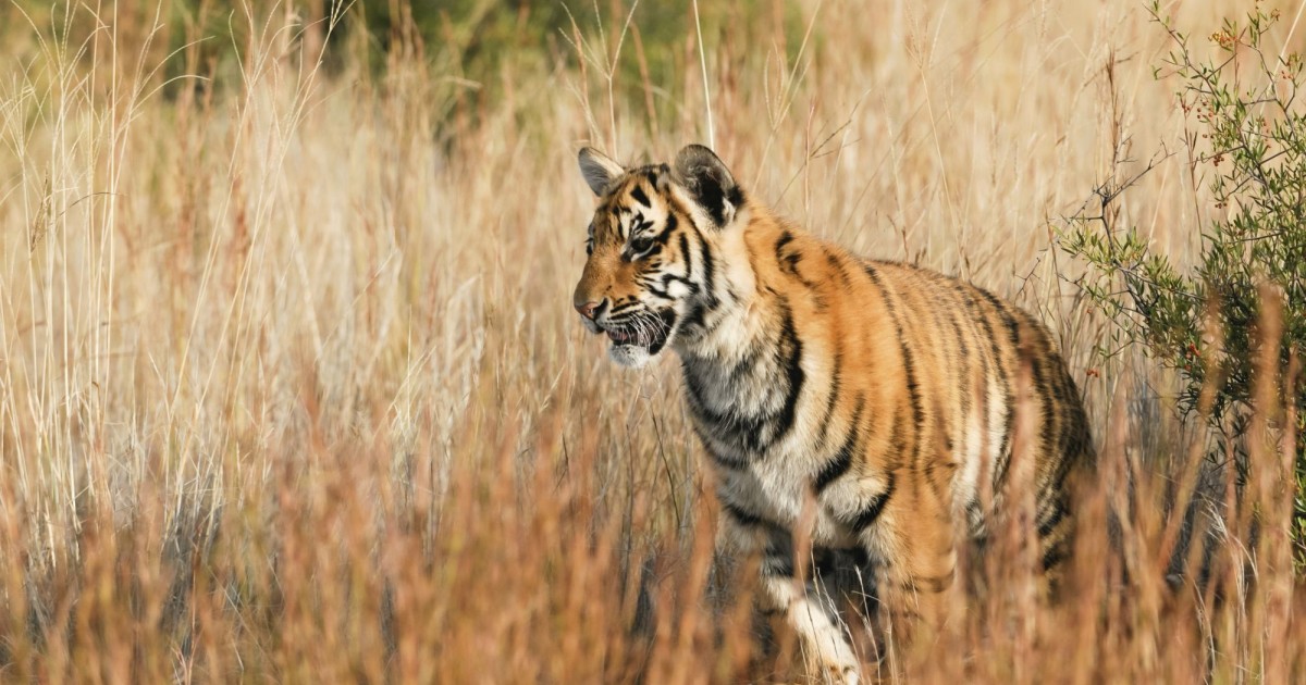 13 Facts About Tigers You Should Know