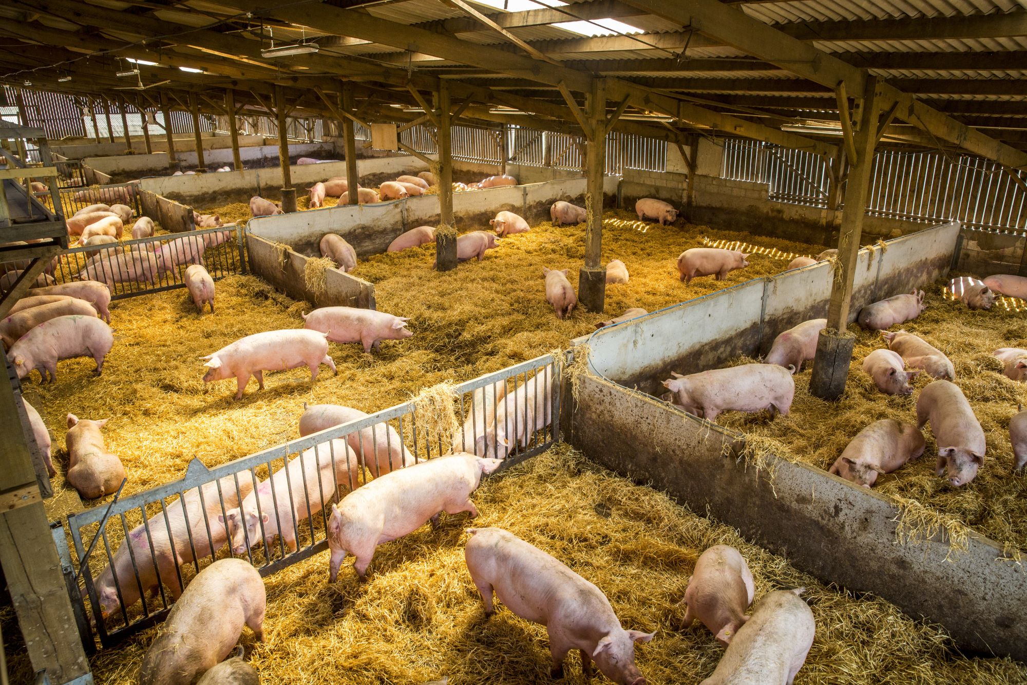 UN supports better welfare for farm animals worldwide