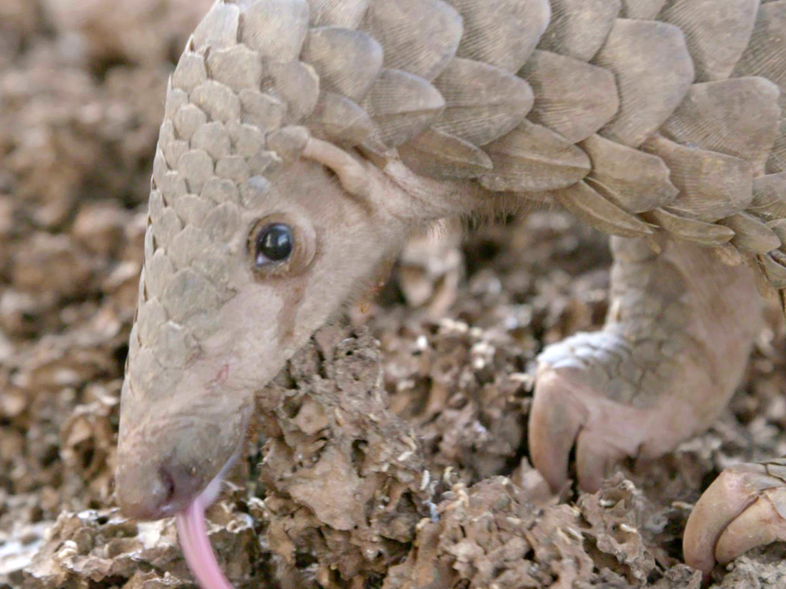 Gains for wildlife in Trans-Pacific Partnership’s environment chapter
