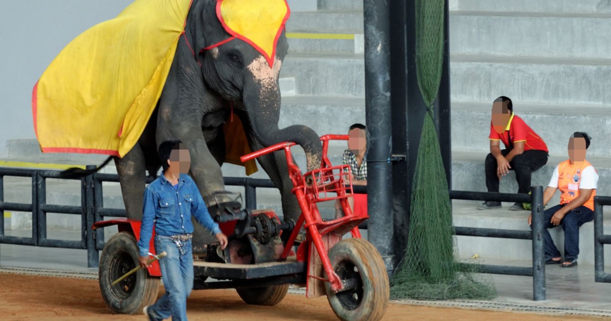 The shameful suffering caused by irresponsible wildlife tourism