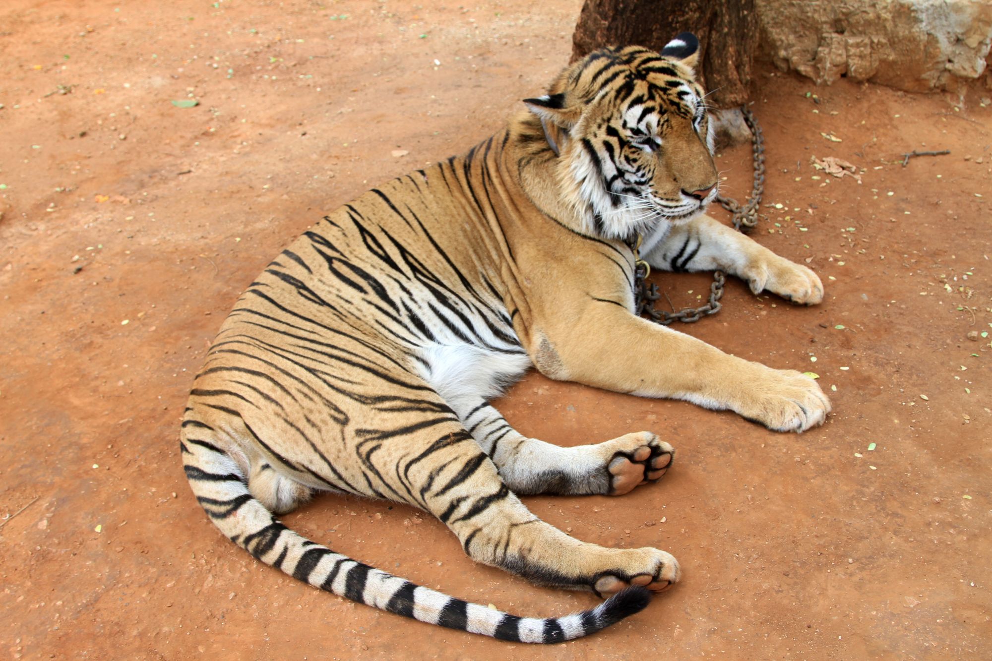 Our concern grows as ‘new Tiger Temple’ takes shape and could open ...