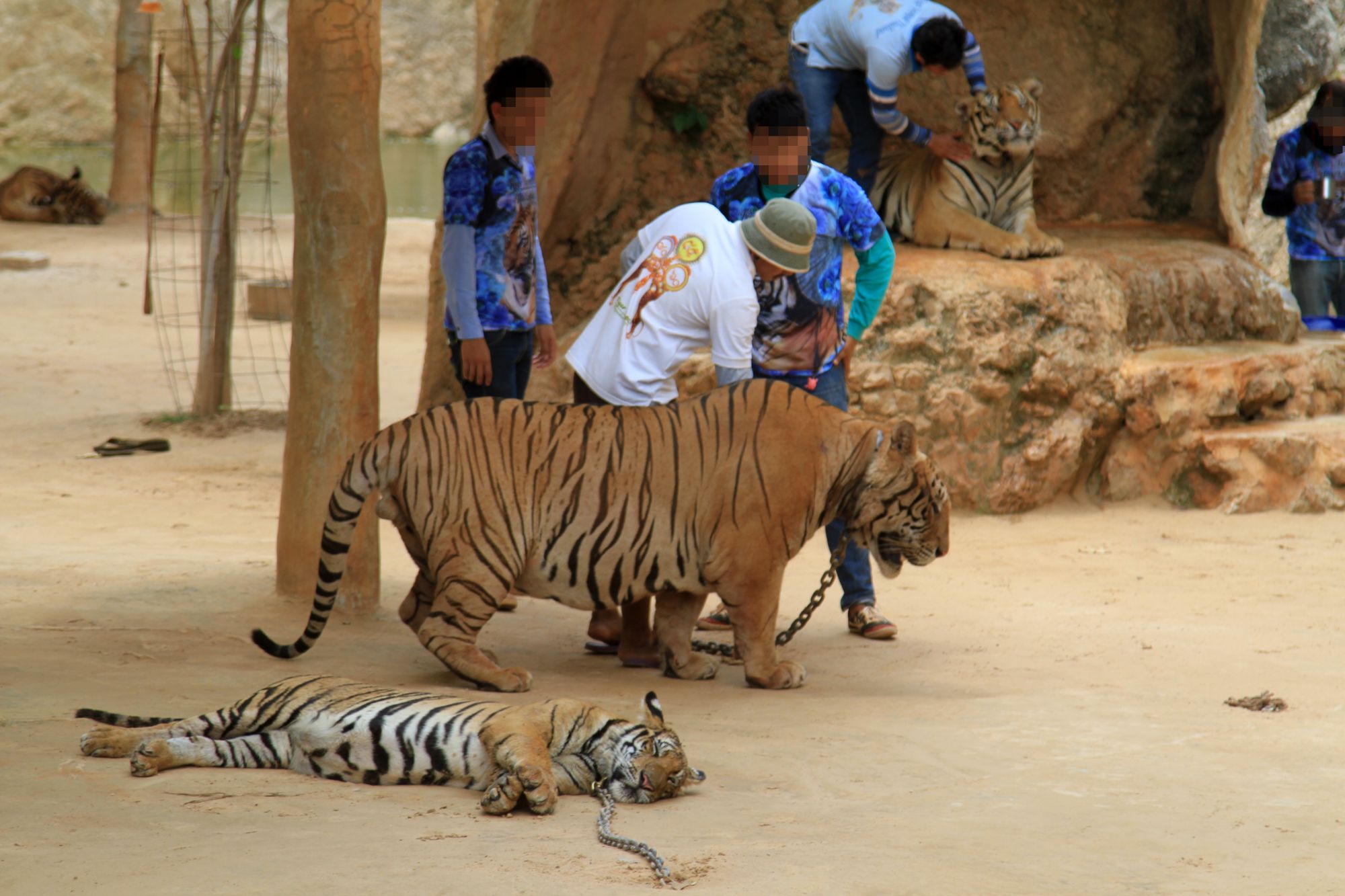 Presented to authorities: Petition to protect tigers, with more than ...
