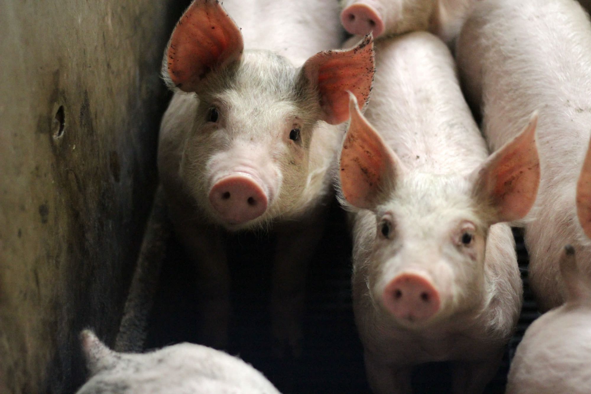 McDonald’s beats KFC, Burger King, Subway and Starbucks on animal welfare