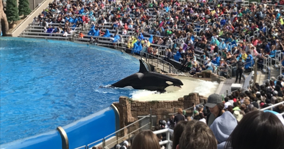 Katina, a real life orca story | Blog by Katheryn Wise