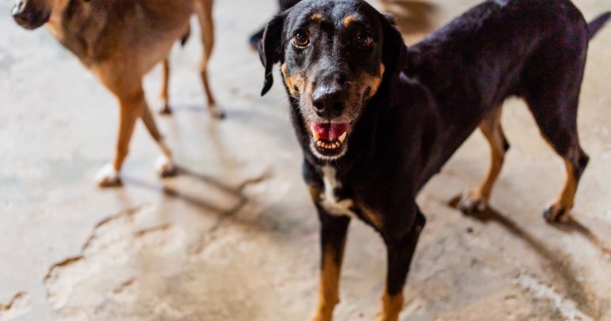 A roundup of some of the excellent dogs we've met