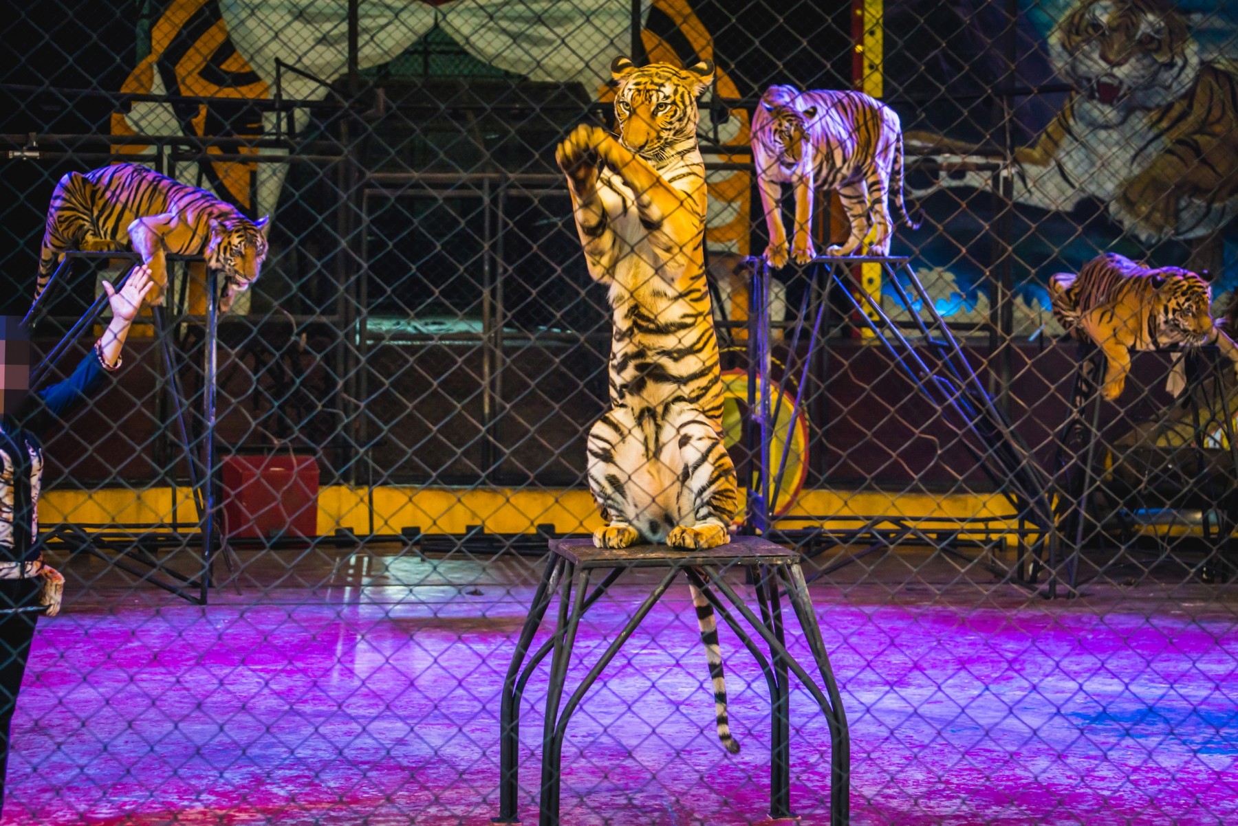 World Animal Protection urges UNWTO to call for phase-out of captive ...